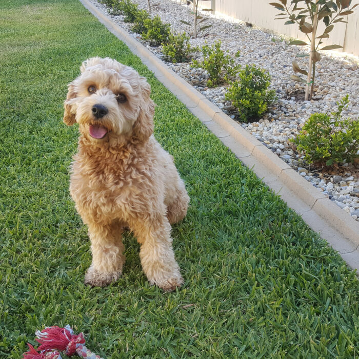 Lawn Edge Pavers | Garden Edging Pavers Adelaide